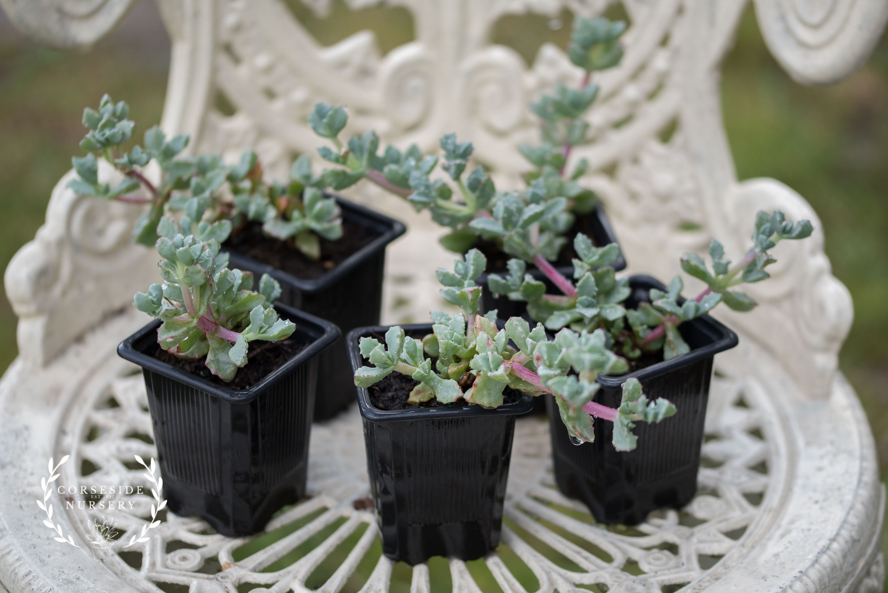 LIVE PLANTS Oscularia Deltoides grown in the UK L Outdoor - Etsy UK