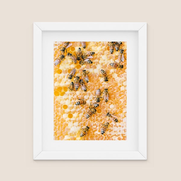 Honey Bee Print - Etsy