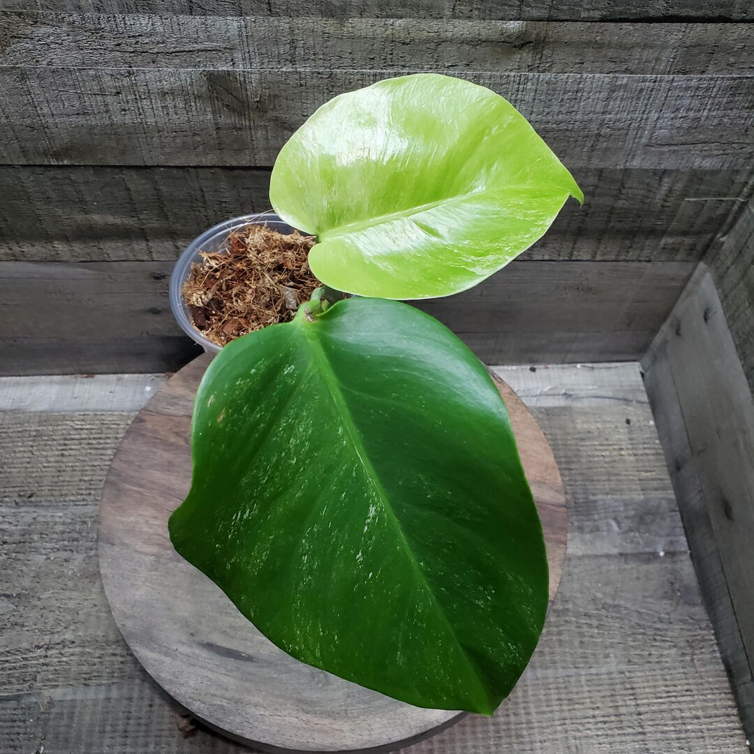 Albo Monstera Borsigiana, Small Form, Variegated, Rooted. - Etsy