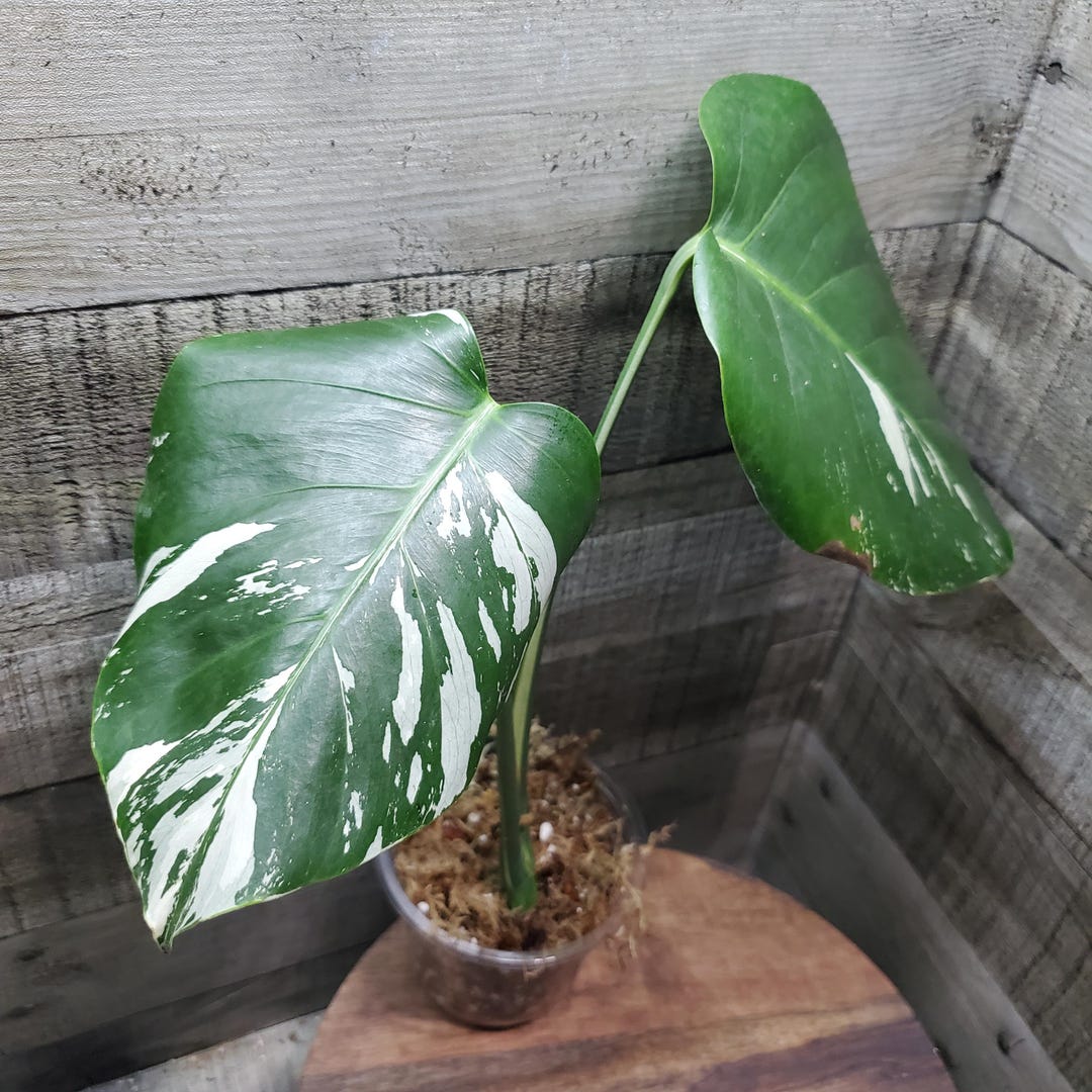 Mint Monstera NOID, Aka Barry's 'jungle Mint'. Simi-rooted Top Cut ...