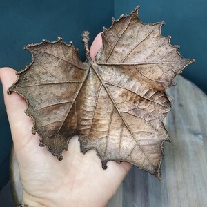 Copper Plated Sycamore Leaf. Copper Electroformed Leaf. Turning Real ...