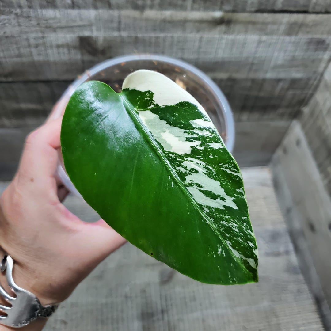 Mint Monstera NOID Form Also Known as 'jungle Mint'. Simi-rooted, Baby ...