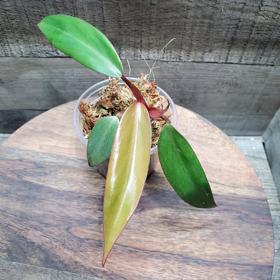 Reverted Strawberry Shake Philodendron Aka 'red Emerald', Small Rooted ...