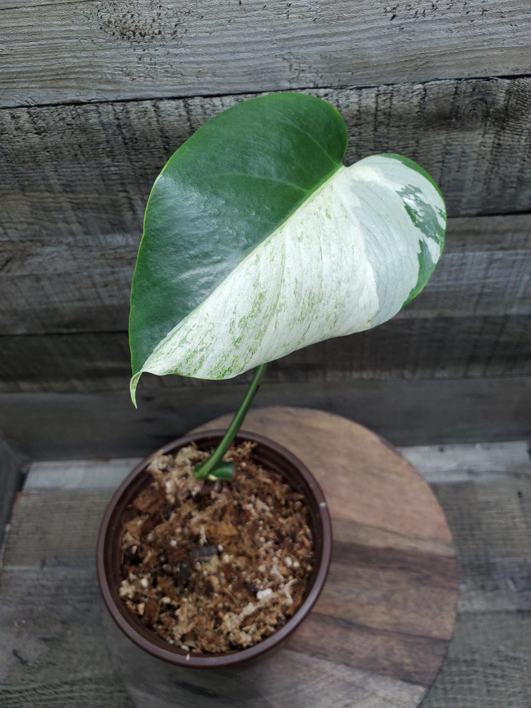 Mint Monstera NOID, Also Known as Barry's 'jungle Mint'. Simi-rooted ...