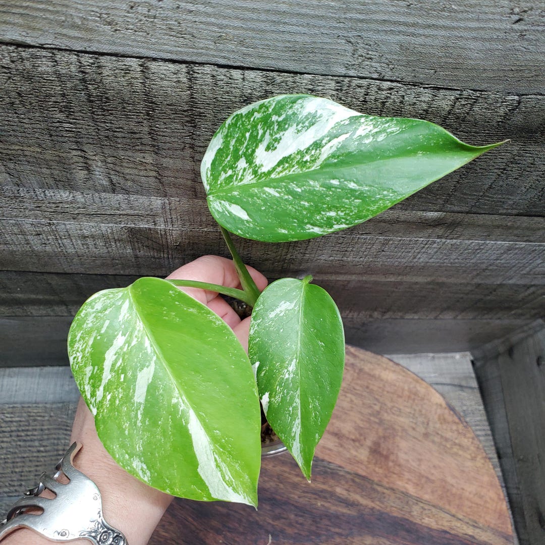 Albo Monstera Borsigiana, Small Form, Variegated, Rooted Plant. - Etsy
