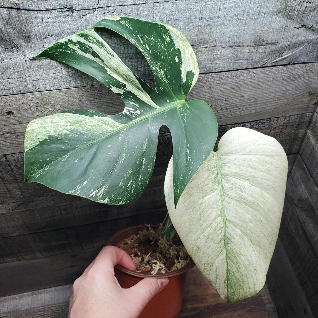 Mint Monstera NOID, Aka Barry's 'jungle Mint'. Larger, Rooted Plant ...