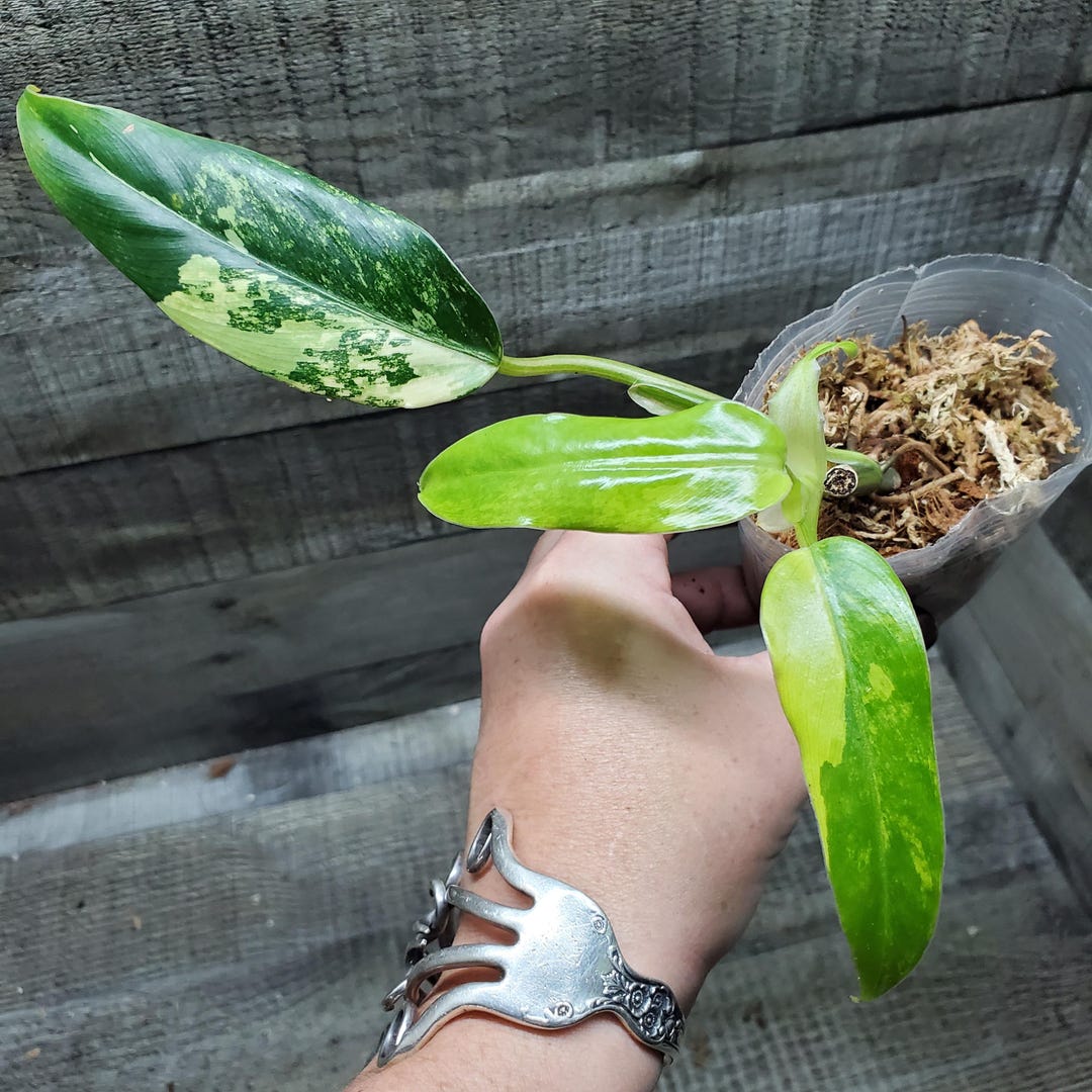 Philodendron Domesticum Variegated, Small Simi-rooted Baby Plant, Grown ...