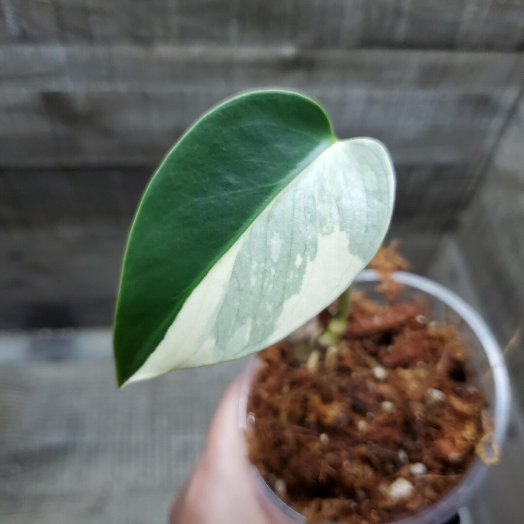 Mint Monstera NOID Form Also Known as 'jungle Mint'. Rooted Baby Plant ...