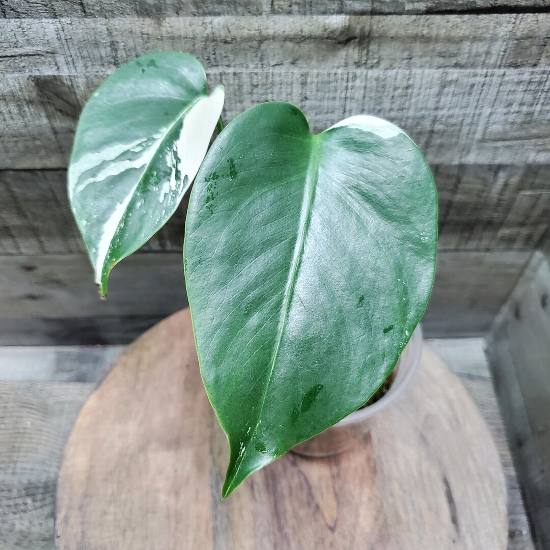Mint Monstera NOID, Also Known as Barry's 'jungle Mint'. Small, Rooted ...