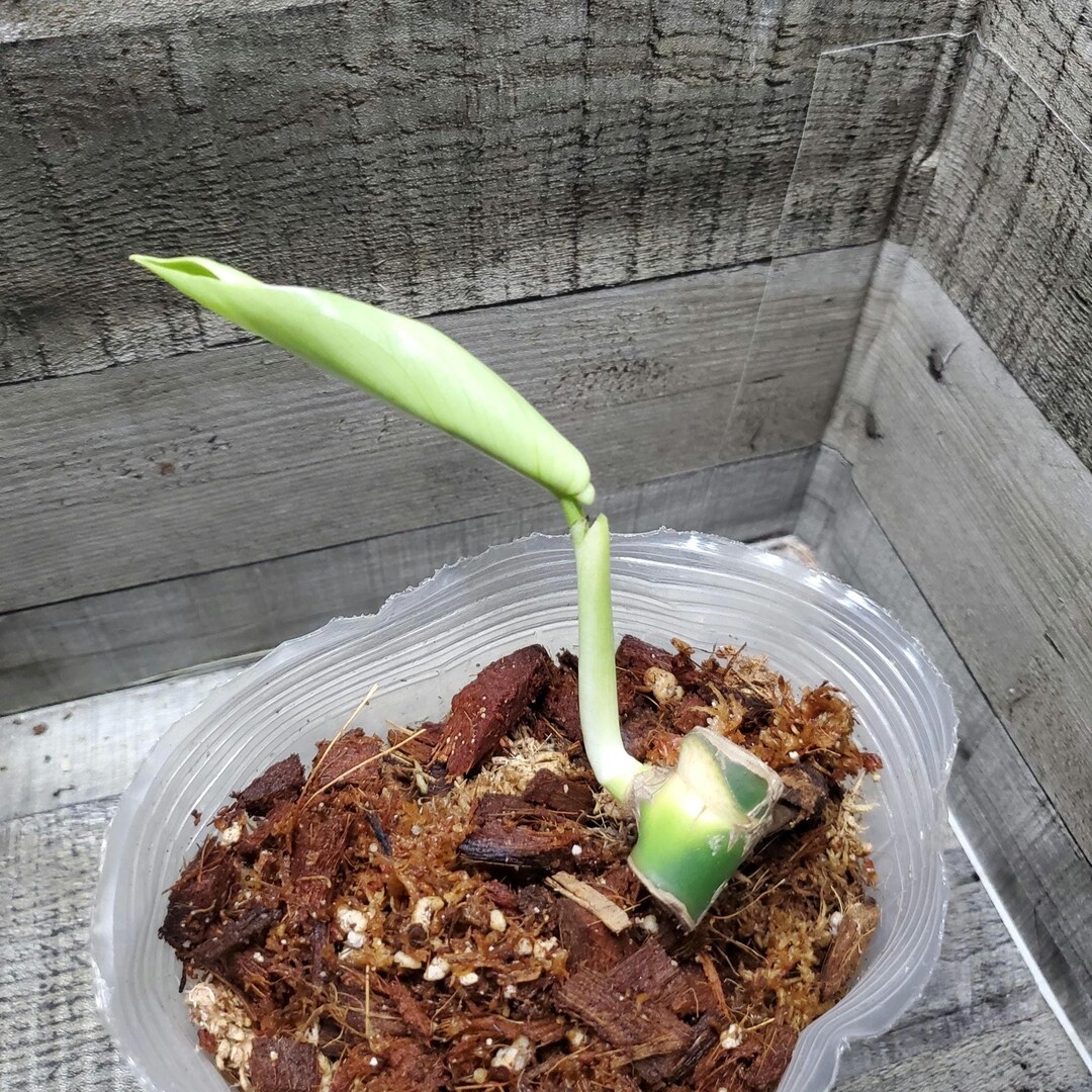 Mint Monstera NOID Form Also Known as 'jungle Mint'. Rooted Node With ...