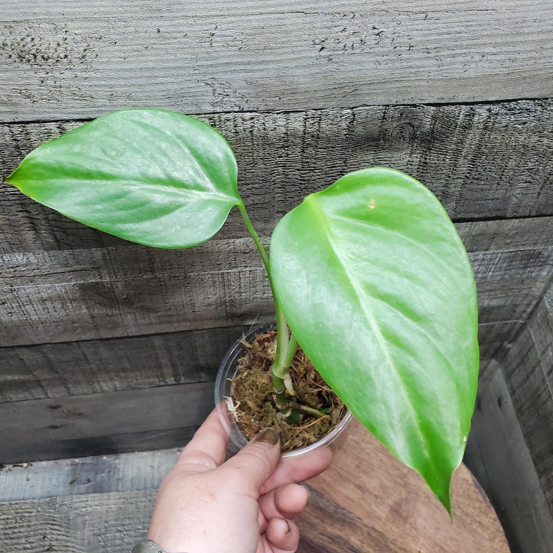 Monstera Sierrana, Rooted Plant. - Etsy