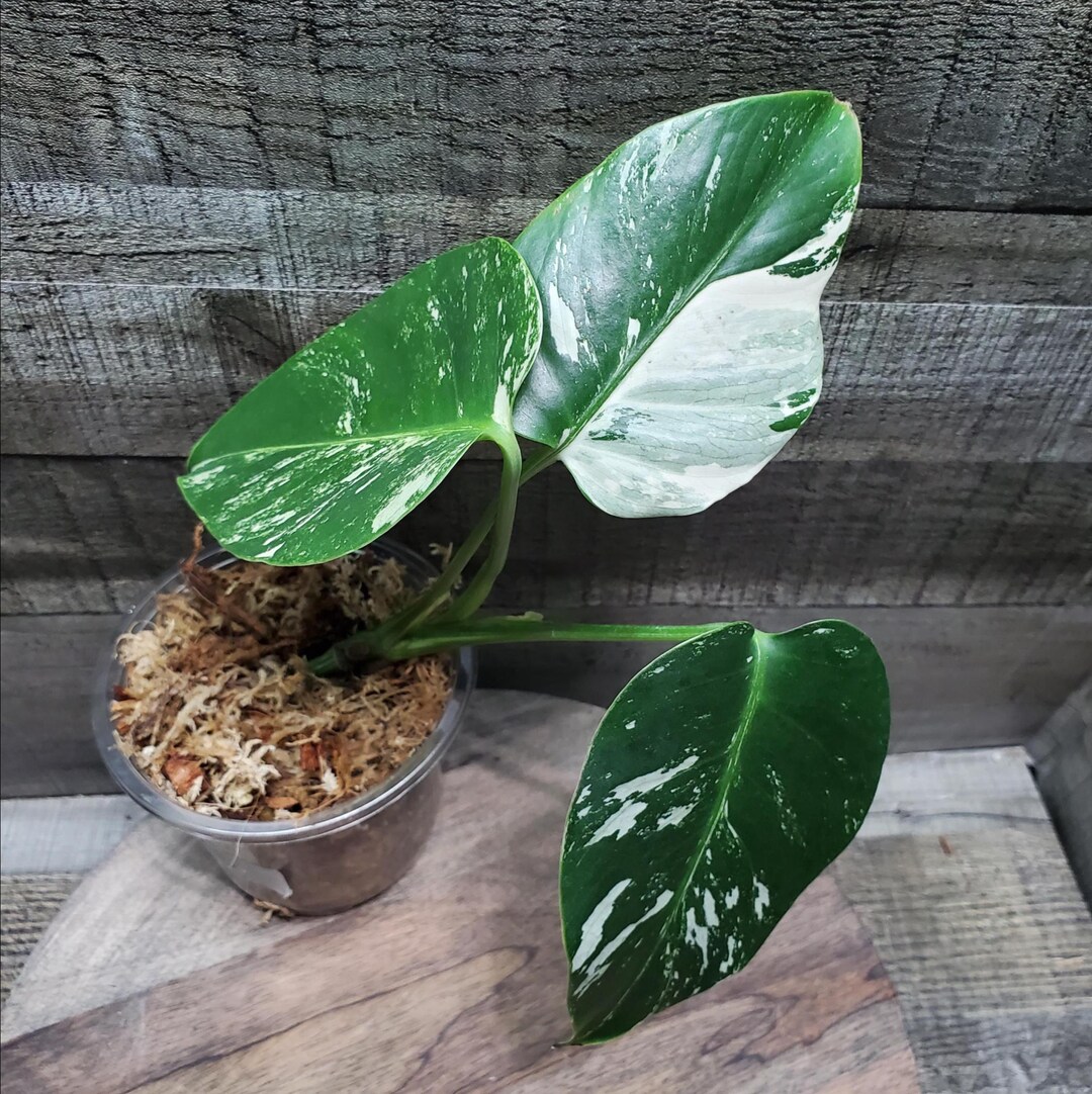 Mint Monstera NOID, Also Known as Barry's 'jungle Mint'. Rooted Plant ...