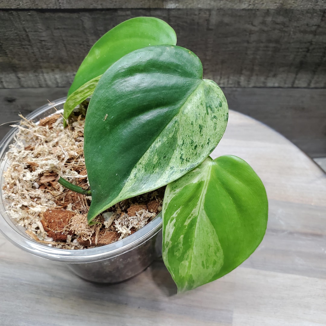 Philodendron Hederaceum Variegated Heartleaf. Rooted Plant. - Etsy