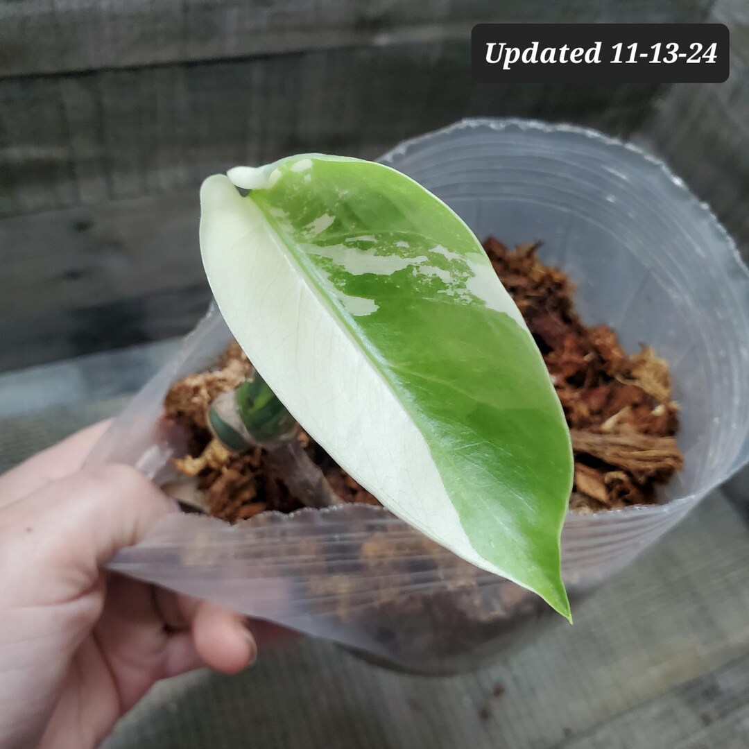 Mint Monstera NOID Form Also Known as 'jungle Mint'. Simi- Rooted Node ...
