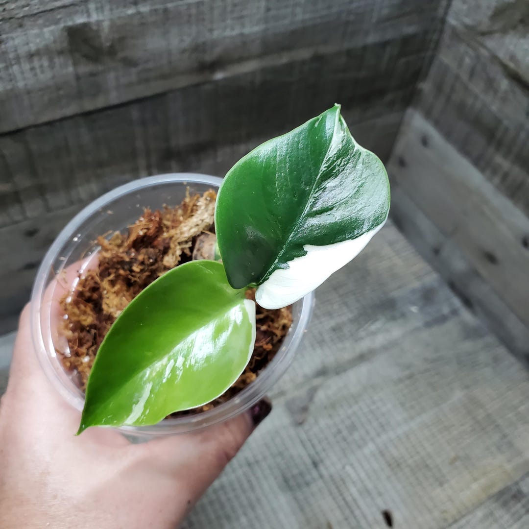 Mint Monstera NOID Form Also Known as 'jungle Mint'. Lightly Rooted ...