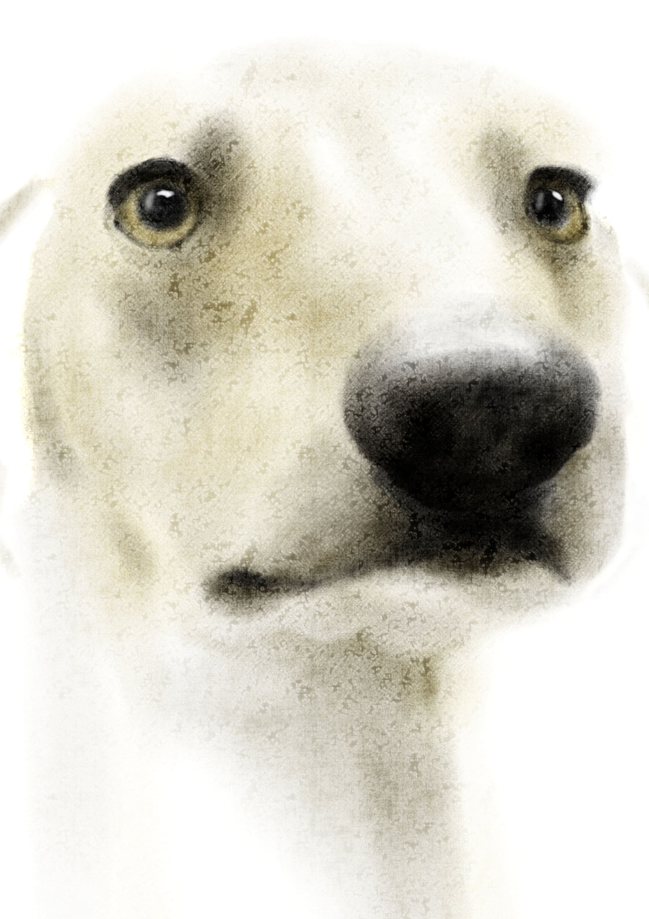 Cute Sighthound Galgo Digital Drawing - Etsy