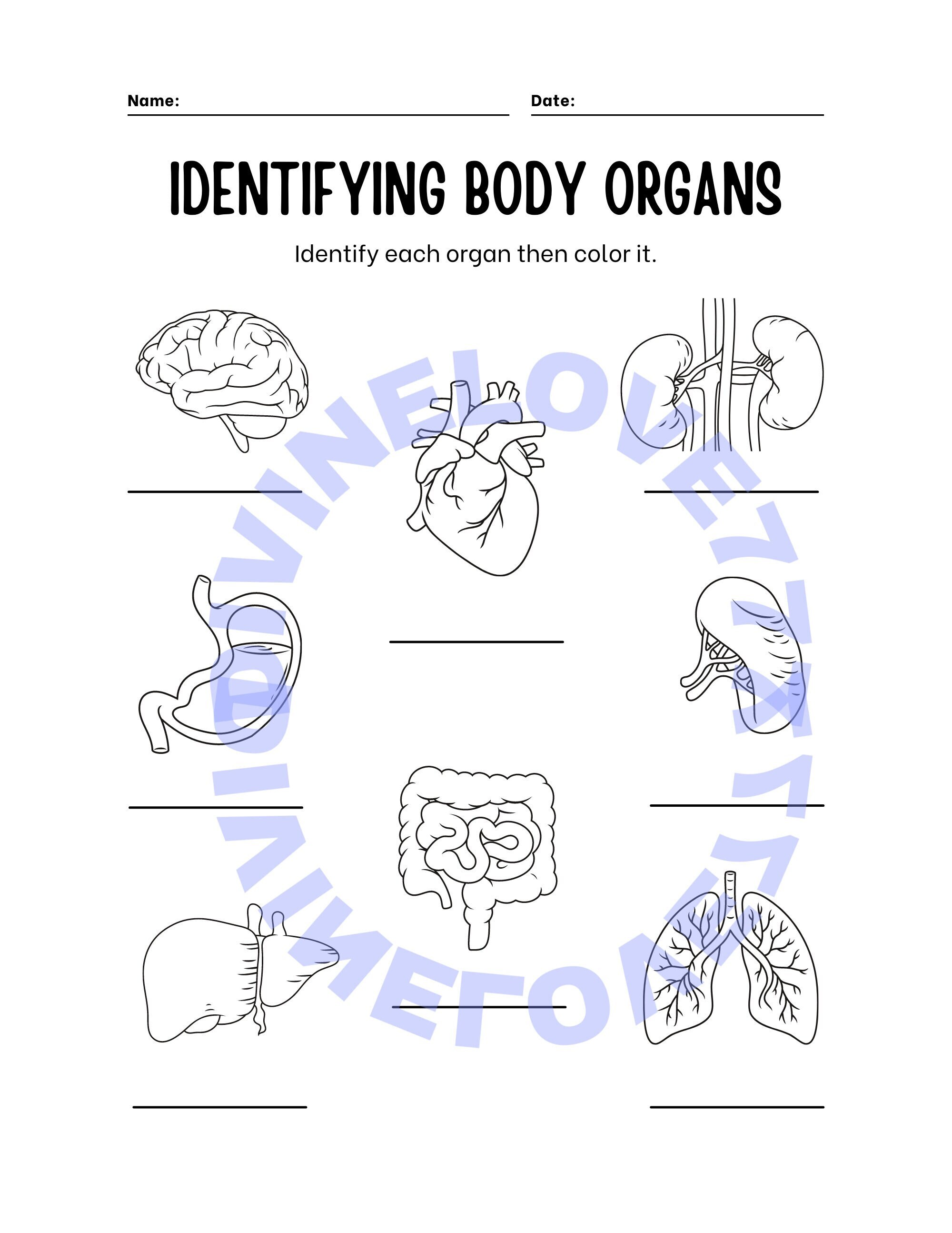 Brain Coloring Page Labeled