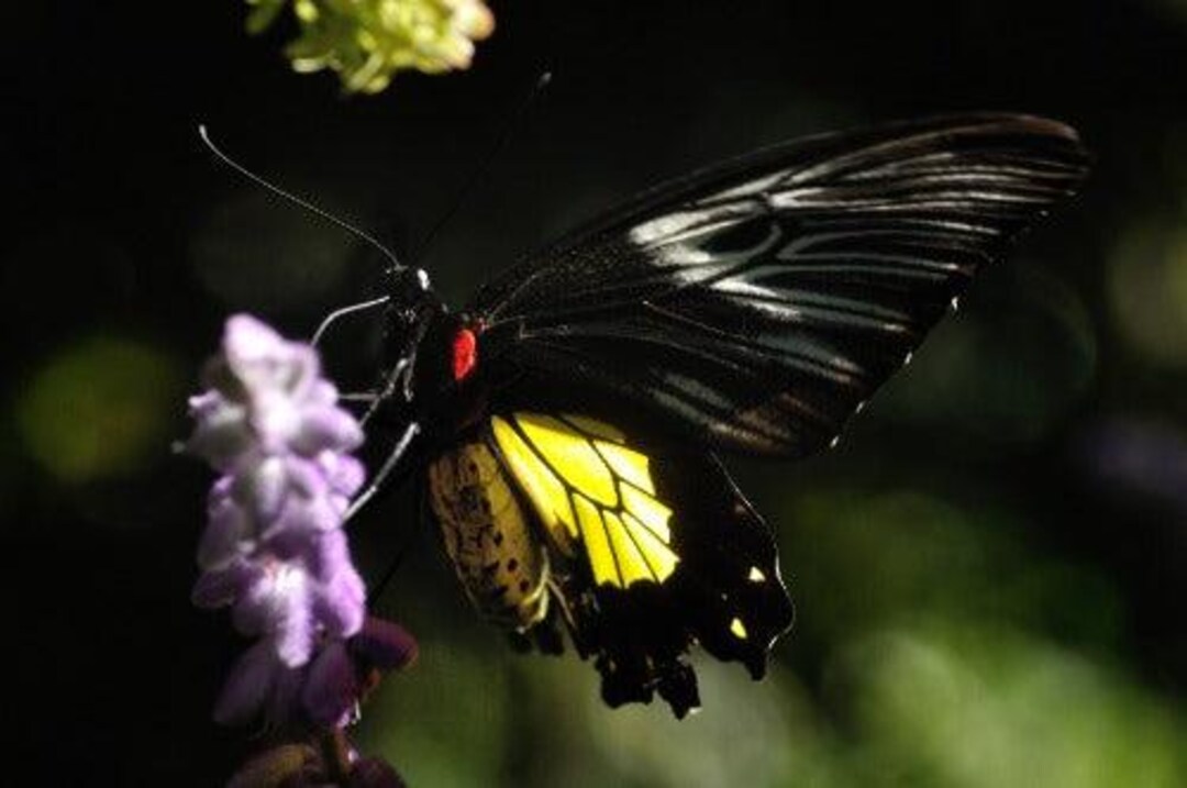 Golden Birdwing Butterfly Glossy Poster Picture Photo Banner Insect ...