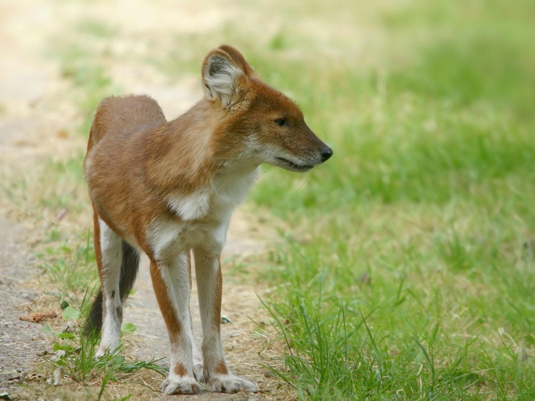 Ussuri Dhole Chinese Dhole Glossy Poster Picture Photo Print Banner ...