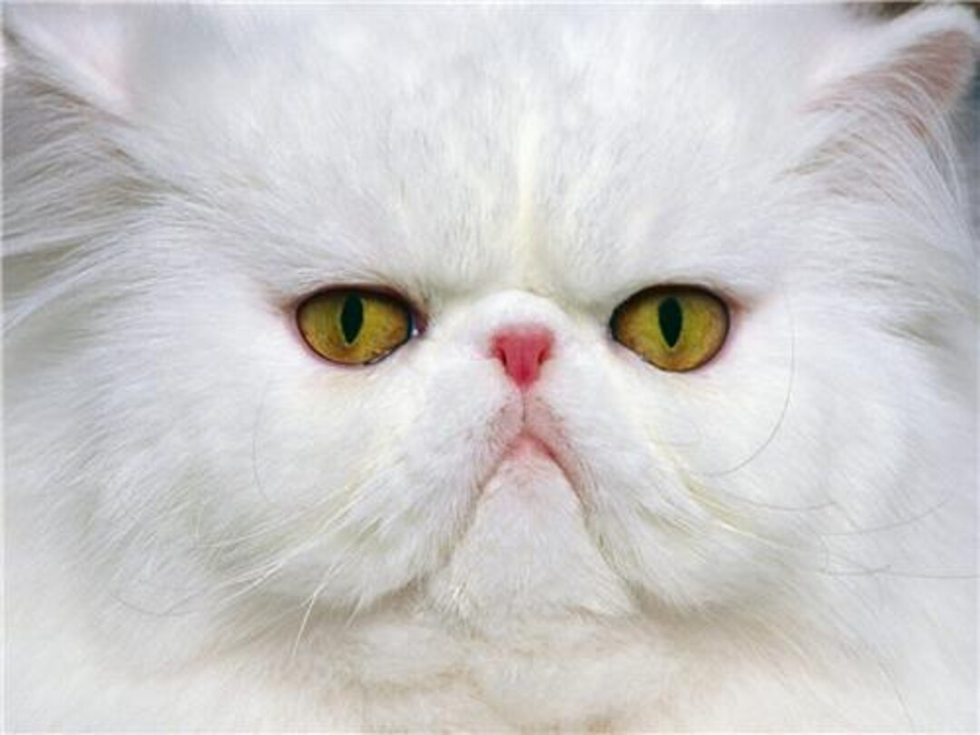 White Persian Cat Glossy Poster Picture Photo Kitten Cute Pet Pretty ...