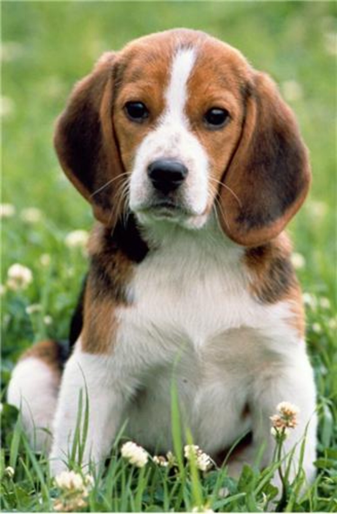 Beagle Glossy Poster Picture Photo Dog Puppy Puppies Cute Cool Decor ...