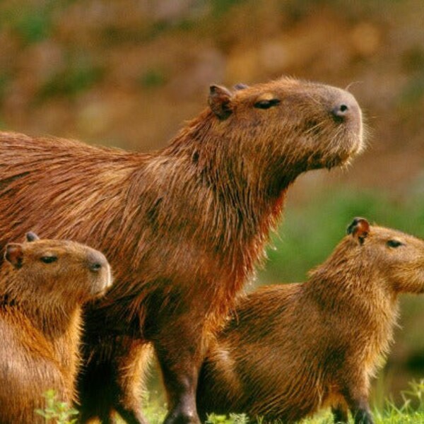 Capybara Banner - Etsy