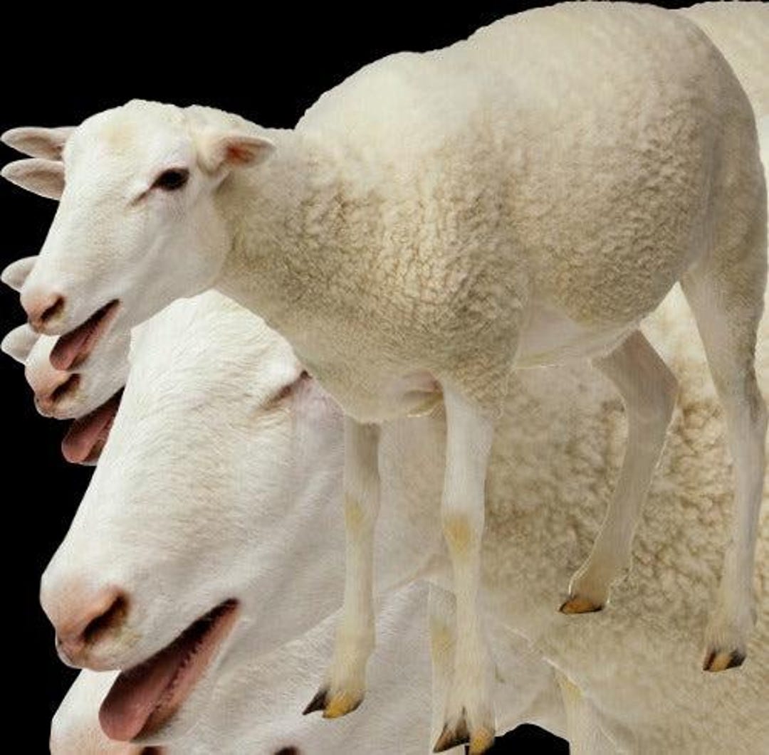 Sheep Glossy Poster Picture Photo Banner Livestock Lamb Wool Fleece Ram ...
