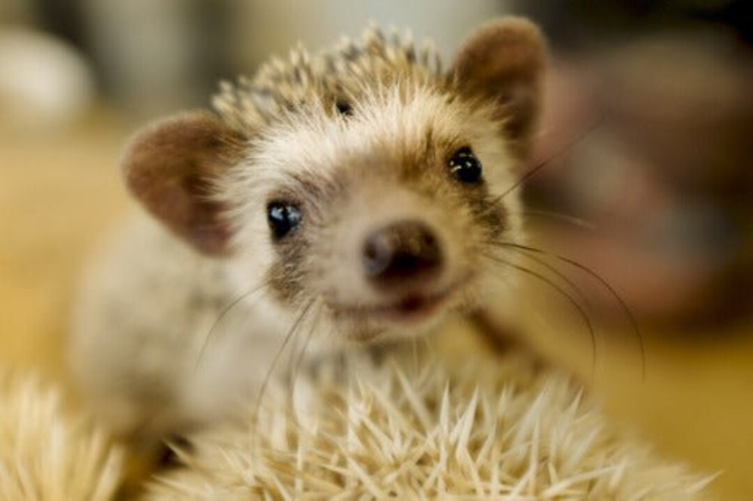 HEDGEHOG GLOSSY POSTER Picture Photo Banner Spiny Spines Spiky - Etsy