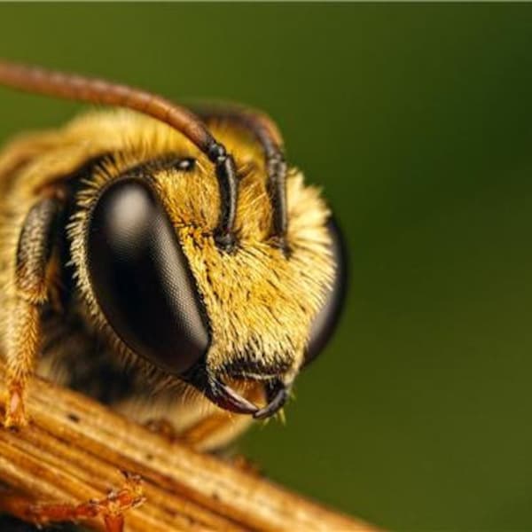 Buzzing Bumble Bee - Etsy