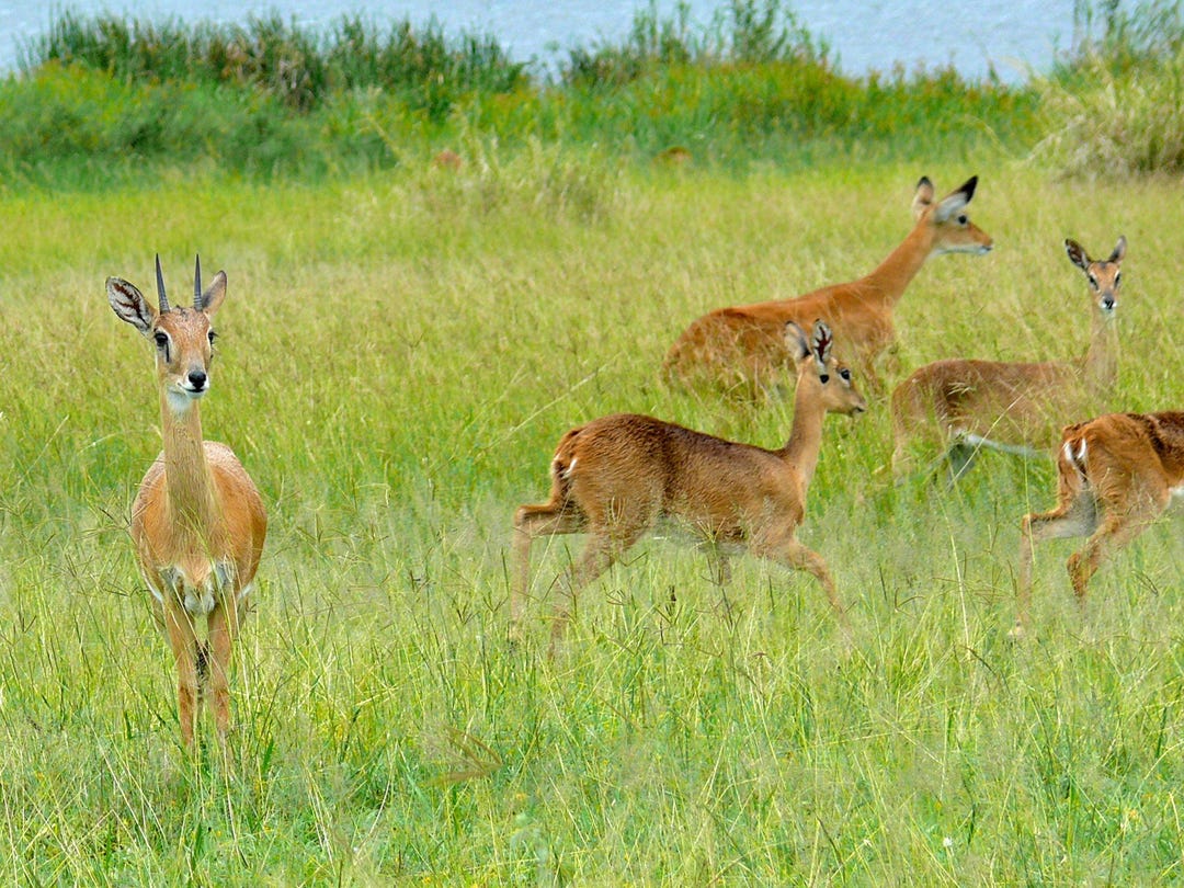 Oribi Antelope Africa Glossy Poster Picture Photo Print Banner ...