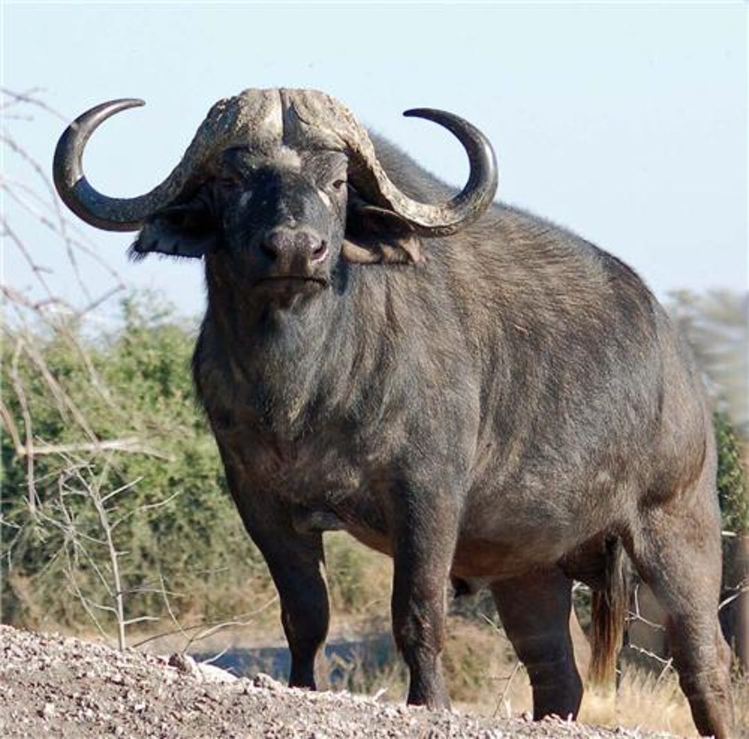 African Buffalo Glossy Poster Picture Photo Affalo Nyati Mbogo Cape ...