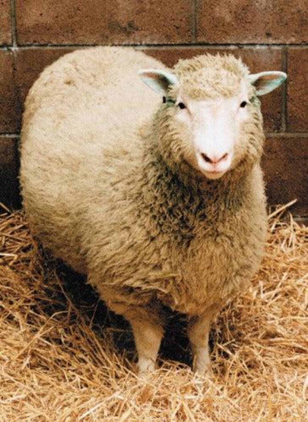 Dolly the Cloned Sheep Poster Picture Photo Print Banner Scotland Uk ...