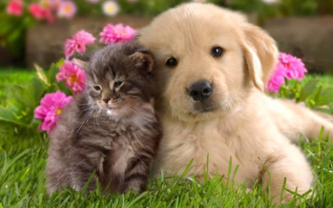 BEST FRIENDS CAT & Dog Glossy Poster Picture Photo Banner Print Kitten ...