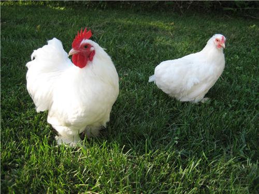 WHITE CHICKENS GLOSSY Poster Picture Photo Rooster Hen Bird - Etsy