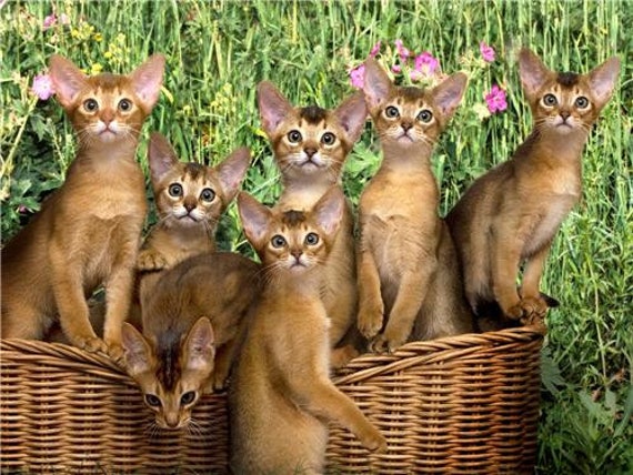 ABYSSINIAN KITTENS GLOSSY Poster Picture Photo Cats Kitty - Etsy