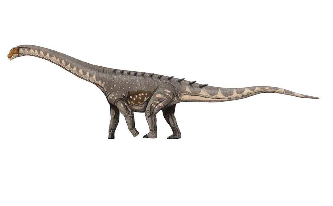 Titanosaurus Dinosaur Glossy Poster Picture Photo Print Banner Conversationprints - Etsy