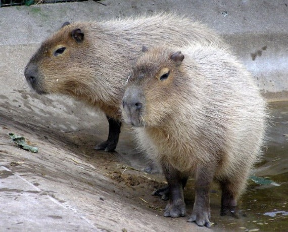 CAPYBARA GLOSSY POSTER Picture Banner Print Photo Rodent Cute - Etsy