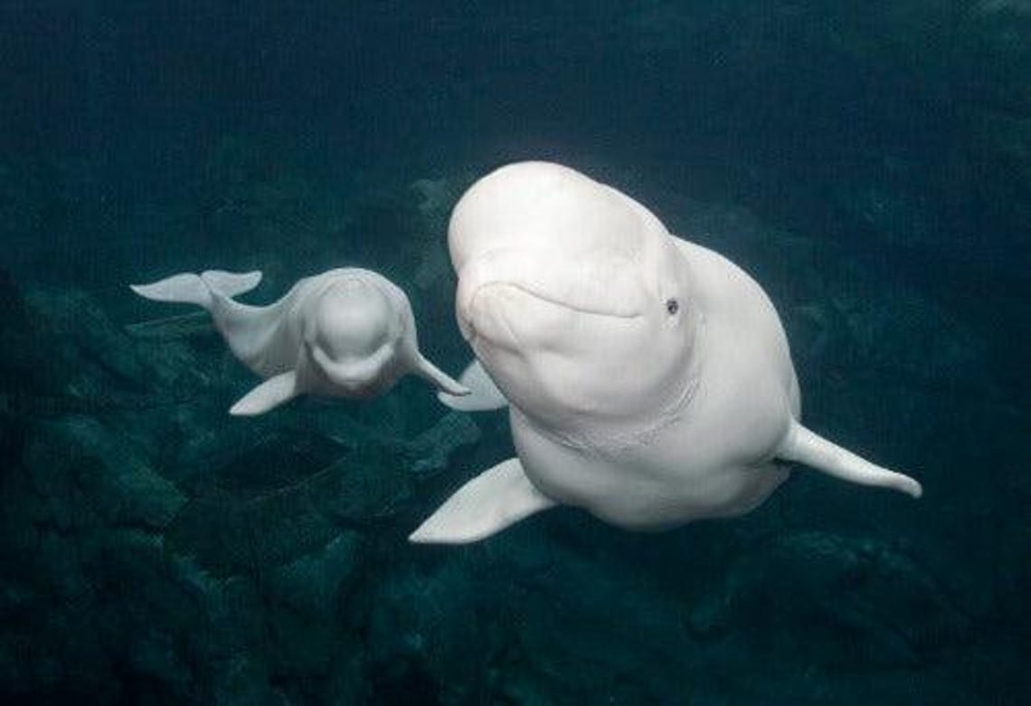Beluga White Whale Glossy Poster Picture Photo Banner Arctic Ocean ...