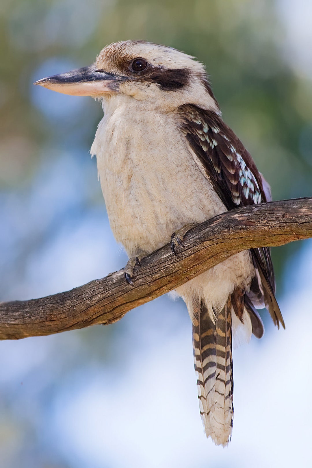 KOOKABURRA GLOSSY POSTER Picture Photo Print Banner Australian Cute ...