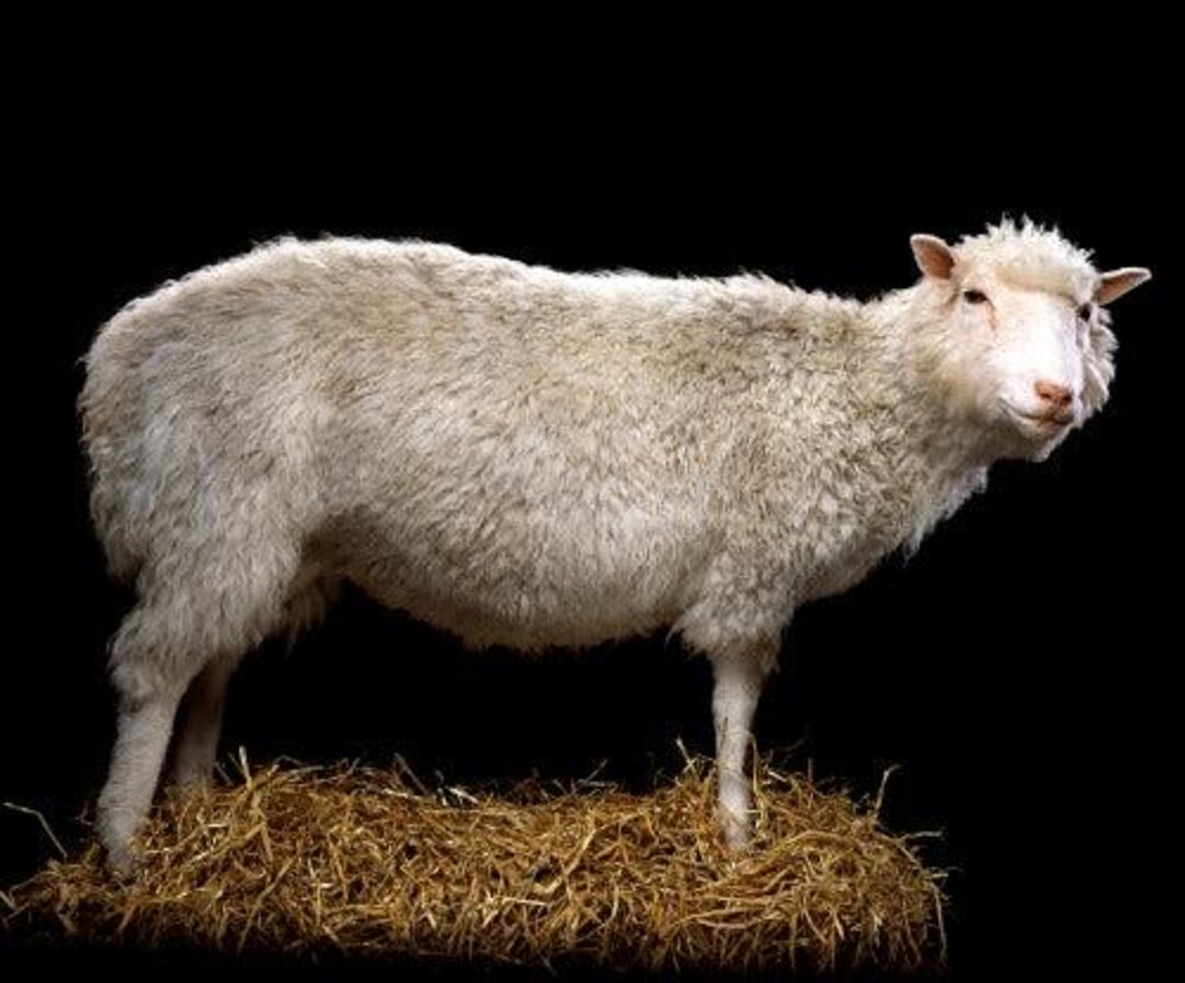 Dolly the Cloned Sheep Poster Picture Photo Print Banner Scotland Uk ...
