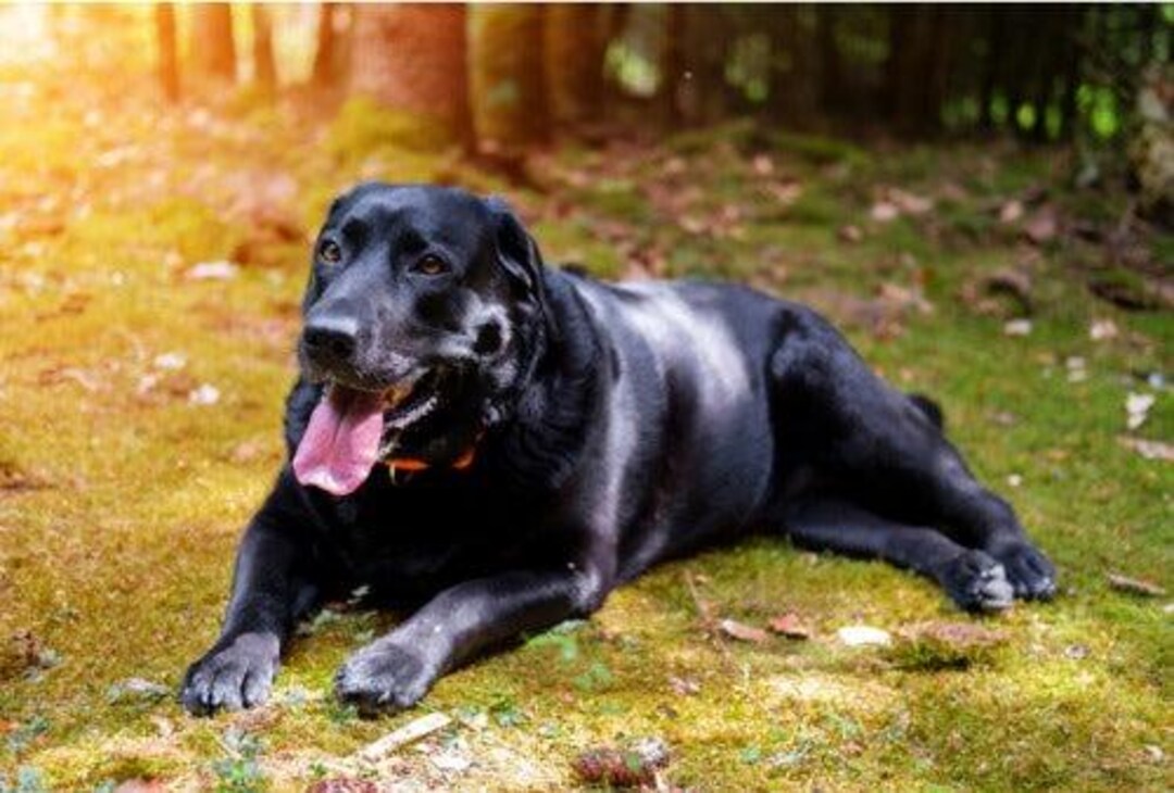 Black Labrador Retriever Glossy Poster Picture Photo Print Lab Fun Dog ...