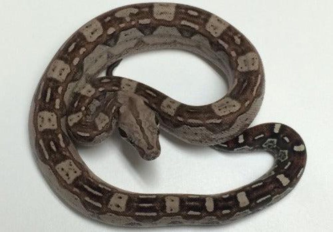 Boa Constrictor Snake Poster Picture Photo Print Banner Red Tailed ...
