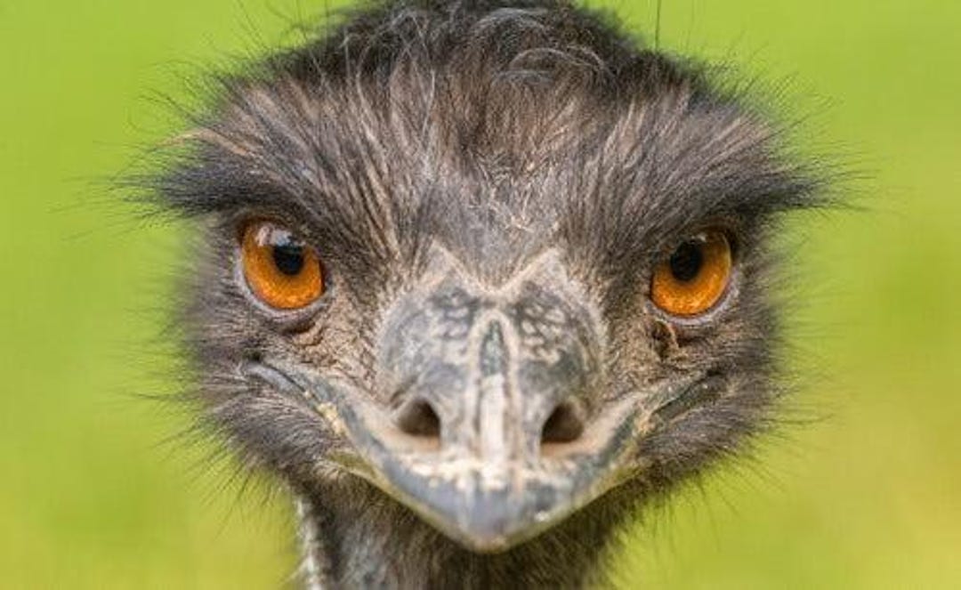 Emu Poster Picture Photo Print Banner Bird Australia Long Neck Ostrich ...