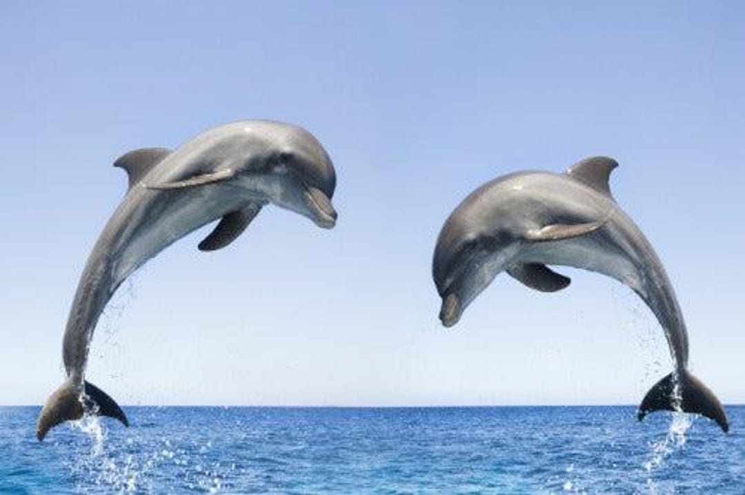 Bottlenose Dolphin Poster Picture Photo Banner Ocean Blowhole Sea Water ...