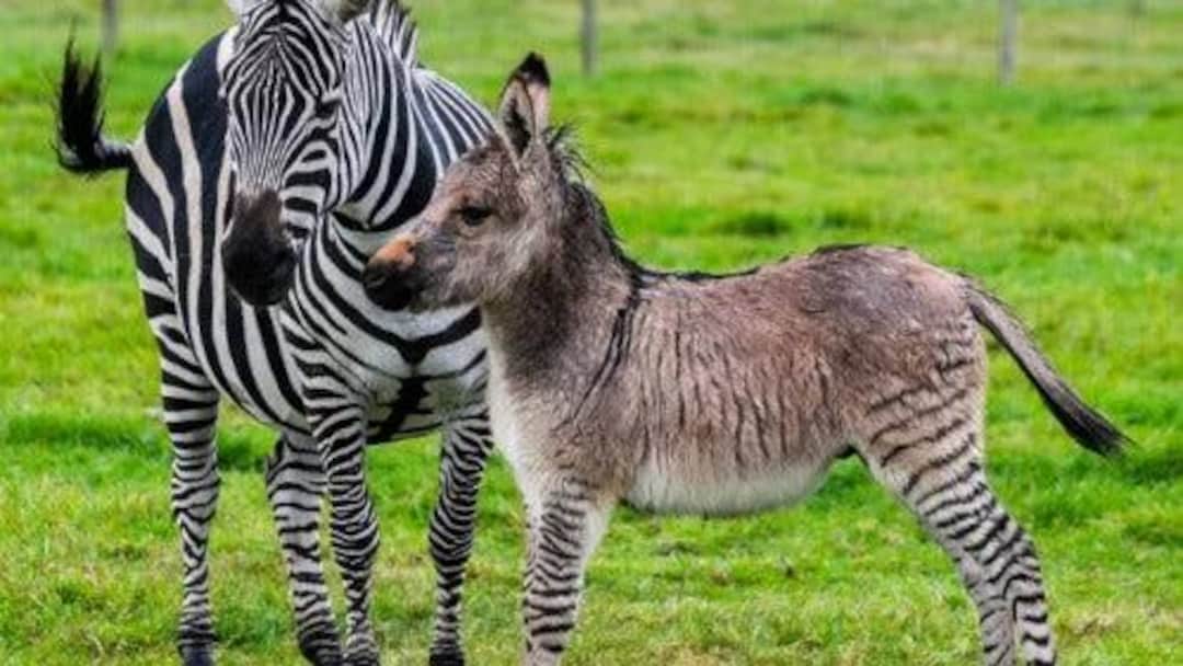 Zonkey Zebra Donkey Hybrid Glossy Poster Picture Photo Banner Print ...