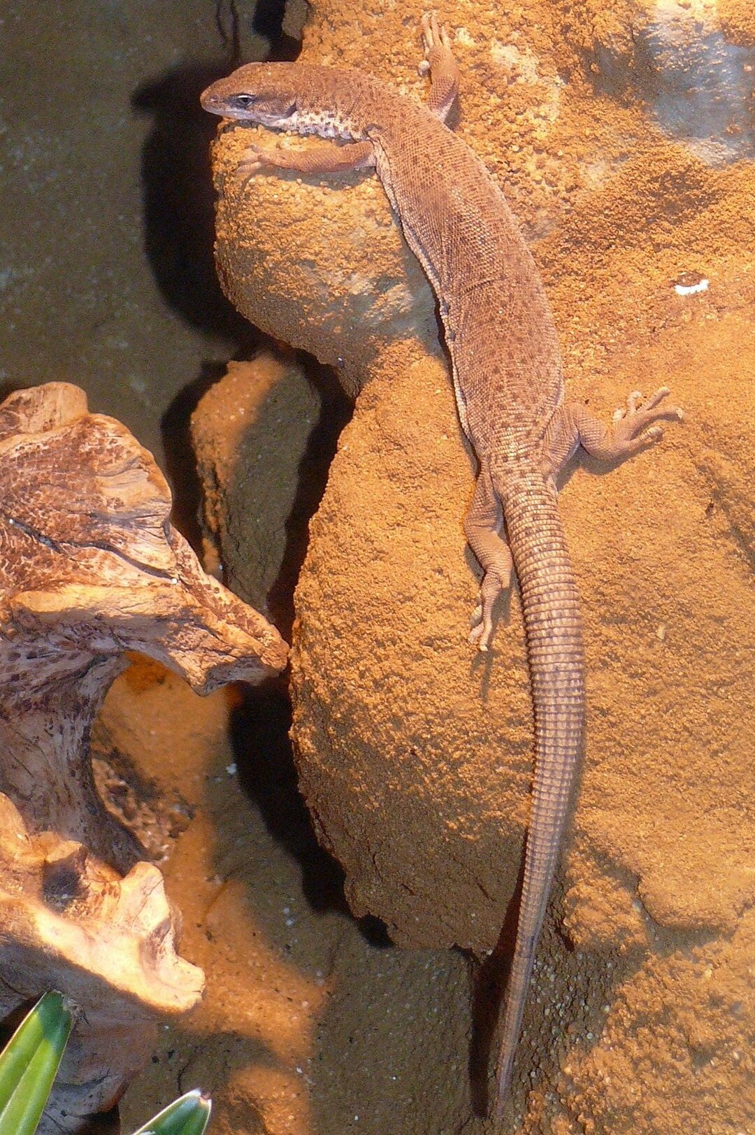 Extinct Goanna Lizard Glossy Poster Picture Photo Print Banner ...