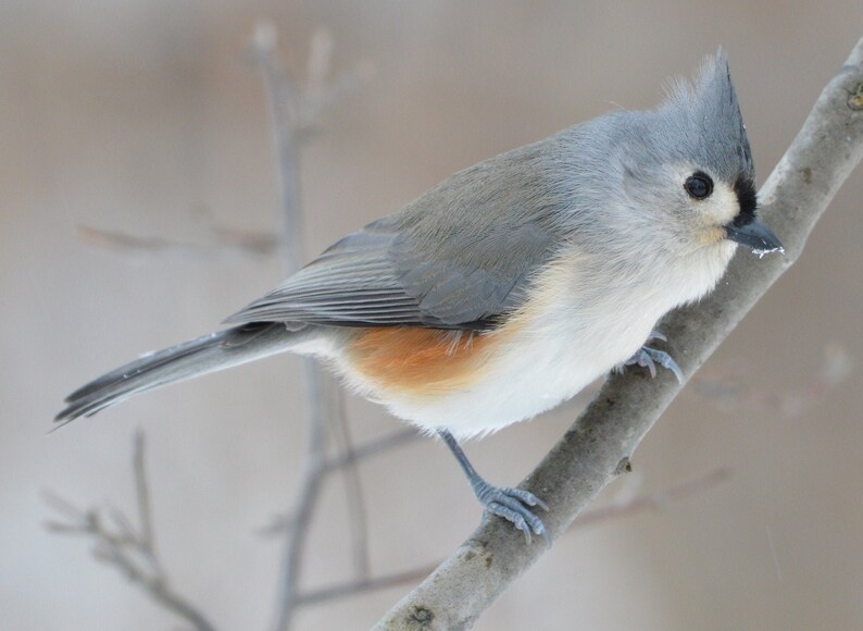 TUFTED TITMOUSE BIRD Glossy Poster Picture Photo Print Banner Paridae ...