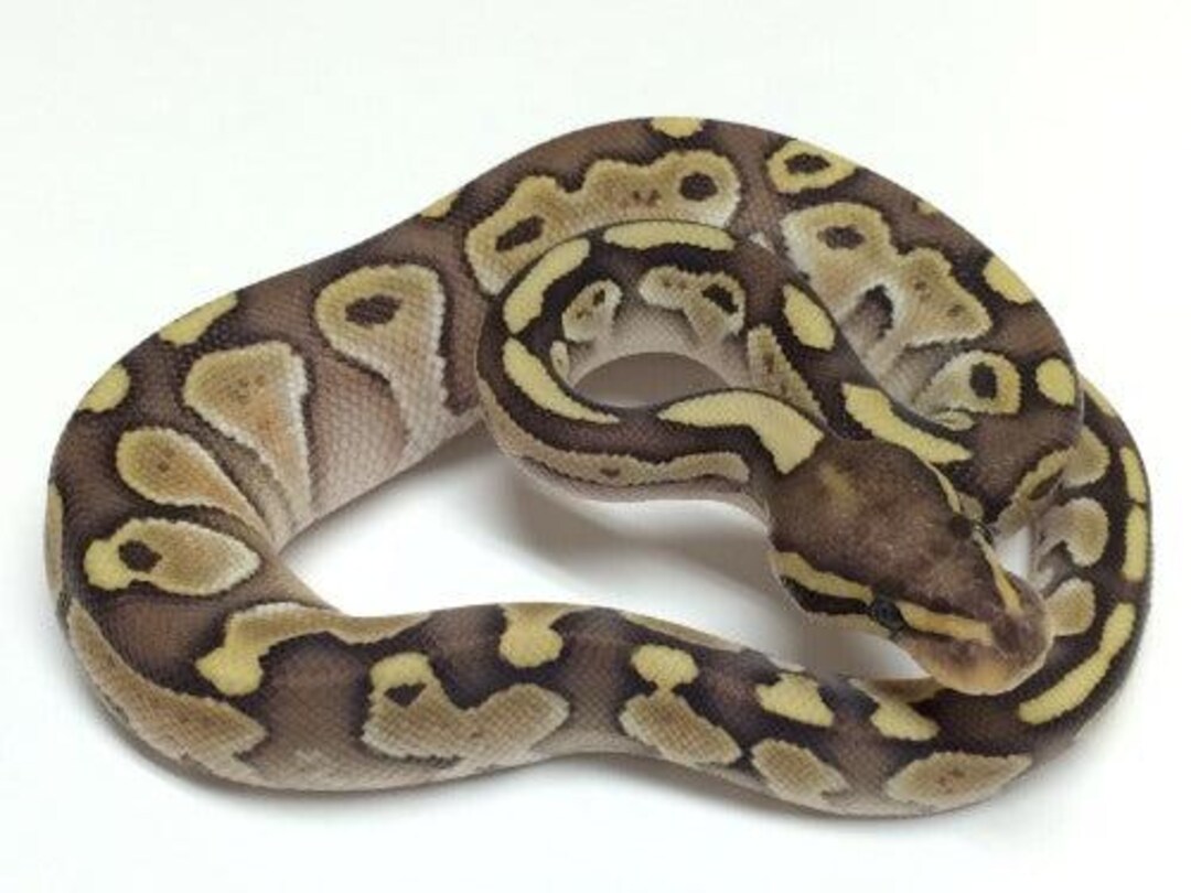 Ball Royal Python Glossy Poster Picture Photo Banner Africa Constrictor ...