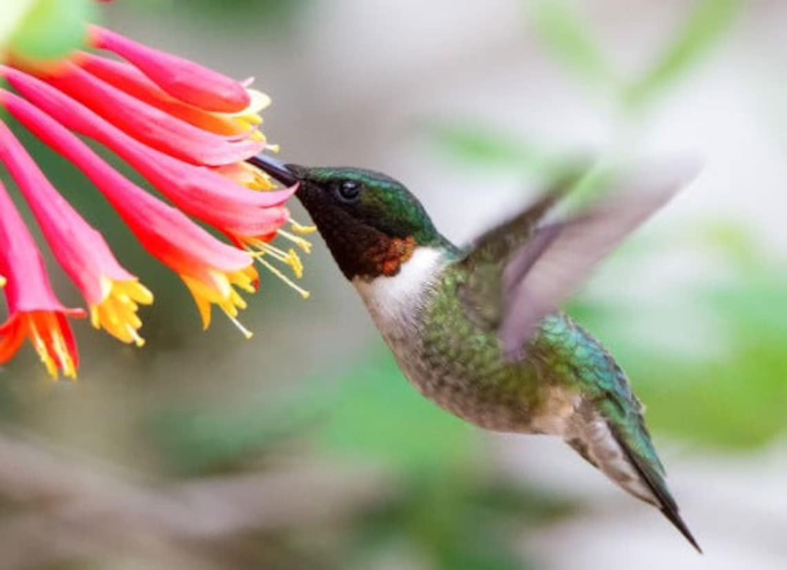 HUMMINGBIRD GLOSSY POSTER Picture Photo Banner Small Wild - Etsy