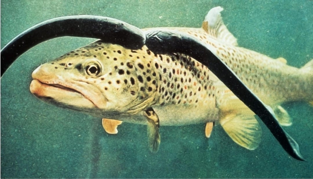 Two Sea Lamprey Glossy Poster Picture Photo Print Banner Attack Trout ...